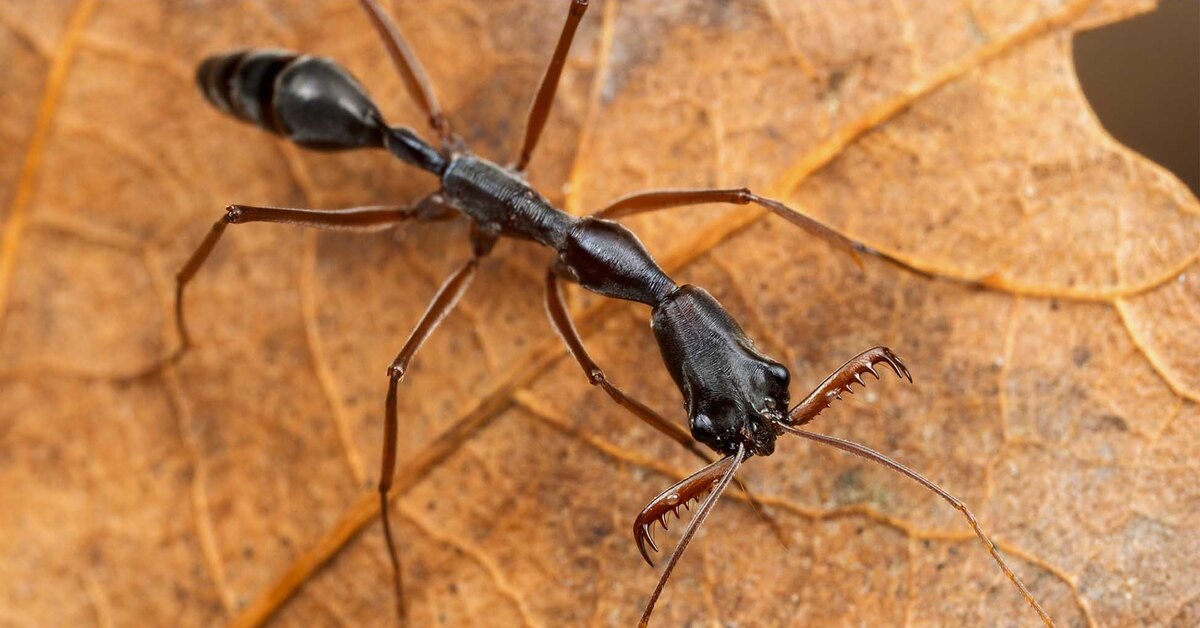 Как охотятся муравьи Formica archboldi? Почему они украшают свои гнезда ...