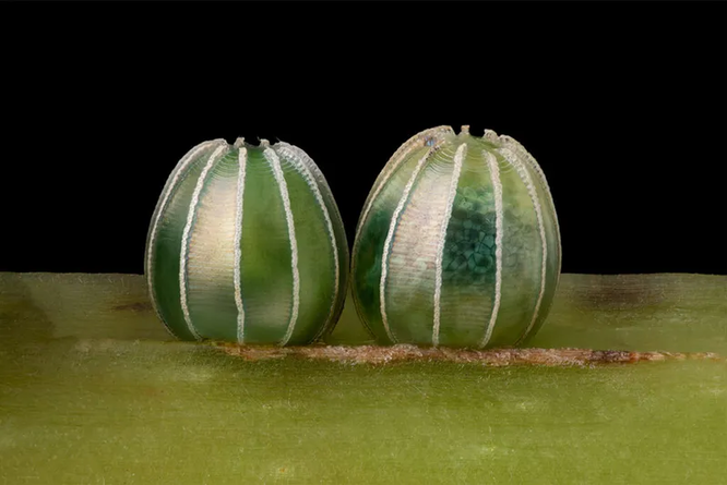 Лучшие фото крошечного мира: Close Up Photographer of the Year 2024