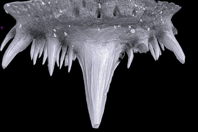 На территории современной Белоруссии жили древние акулы со сложными зубами