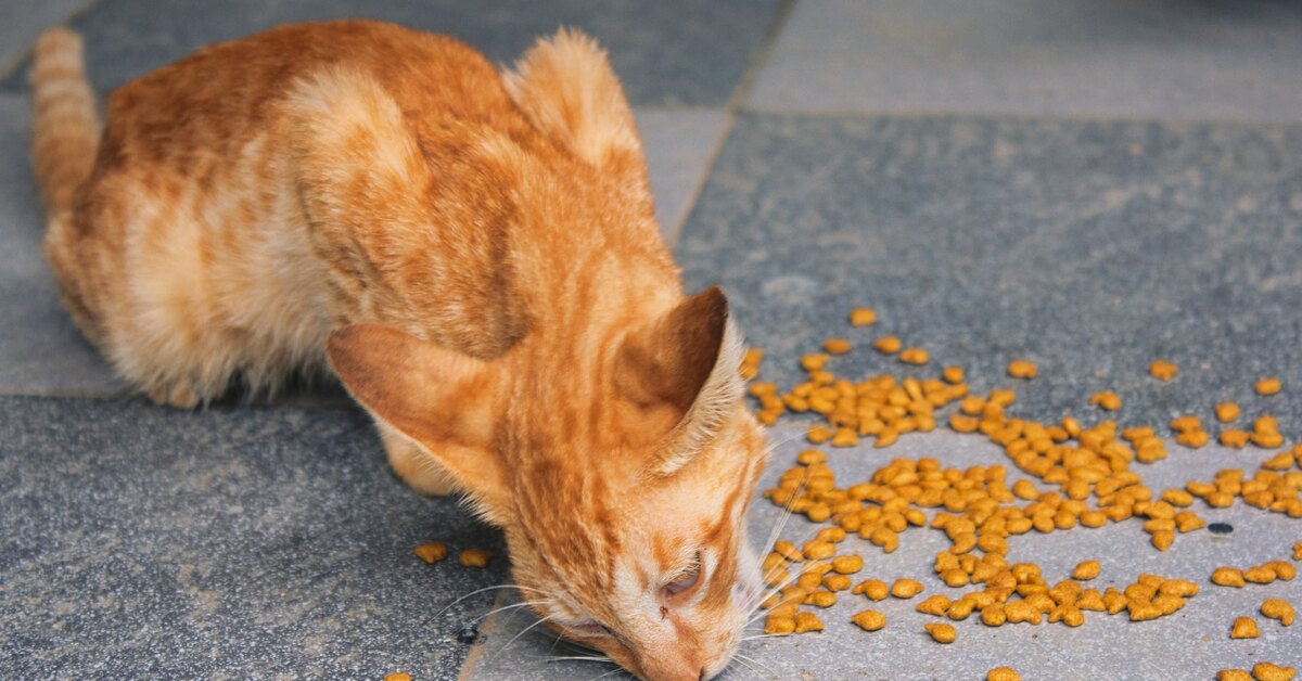 Автоматическая кормушка для котов своими руками: на случай, если вам ...