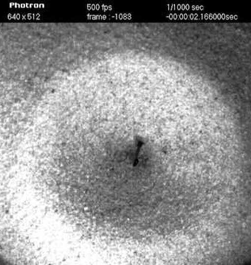 Как охотятся муравьи Formica archboldi