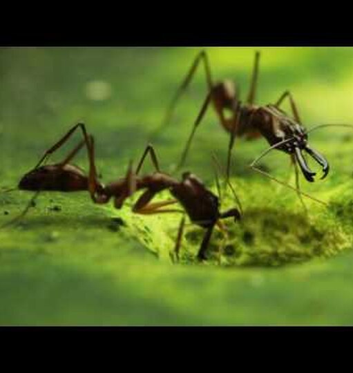 Как охотятся муравьи Formica archboldi